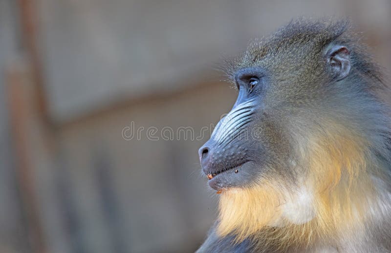 Mandril, Monkey Mandril, Mandrillus Sphinx Stock Photo - Image of face ...