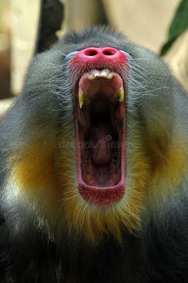 Mandril, Monkey Mandril, Mandrillus Sphinx Stock Photo - Image of ...