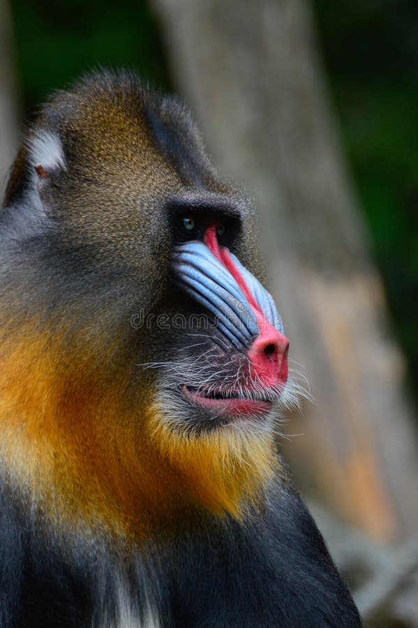 Mandril stock image. Image of wildlife, dierenpark, ouwehands - 47444053