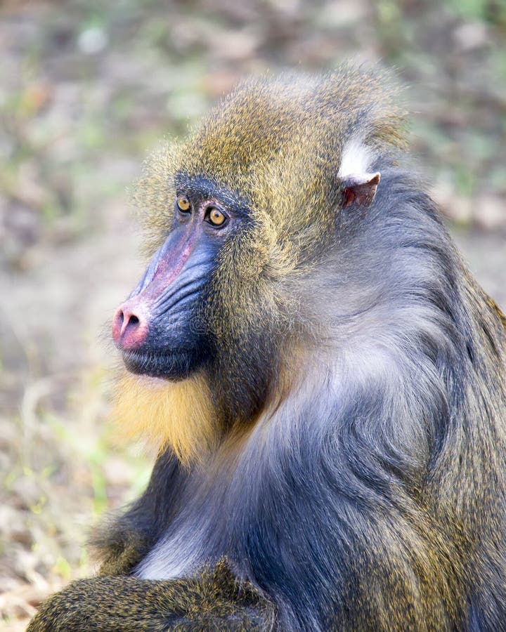 Mandril Portrait stock photo. Image of shaggy, side, yellow - 49258102