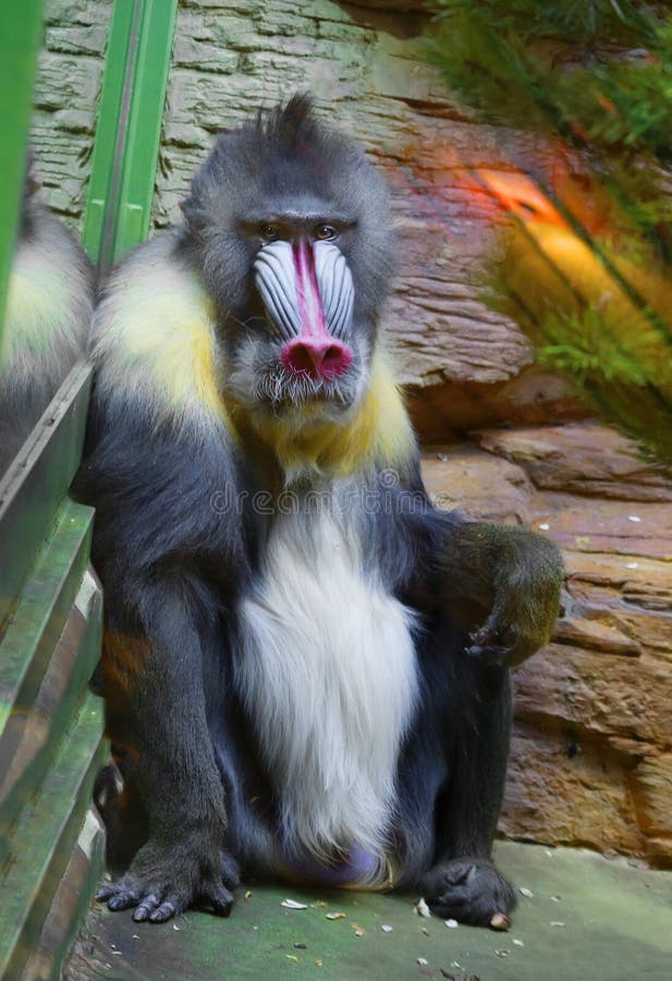 Mandril Y X28; Baboon& X29; Imagen de archivo - Imagen de animales ...