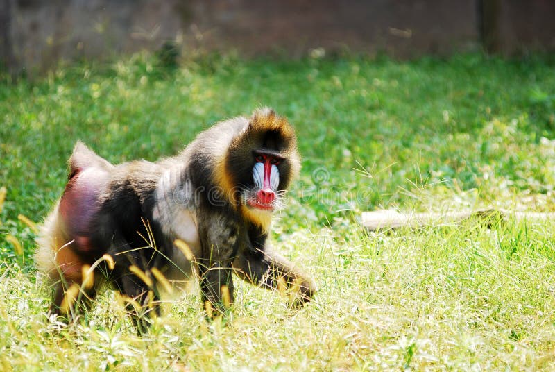 Mandrill stock image. Image of mouth, nose, male, vivid - 11254489