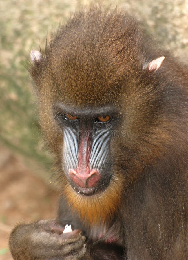 126 Angry Mandrill Stock Photos - Free & Royalty-Free Stock Photos from ...