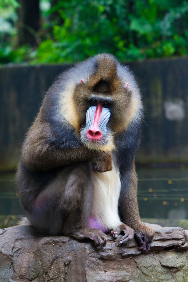 Mandrill stock image. Image of afric, wildlife, africa - 13942725