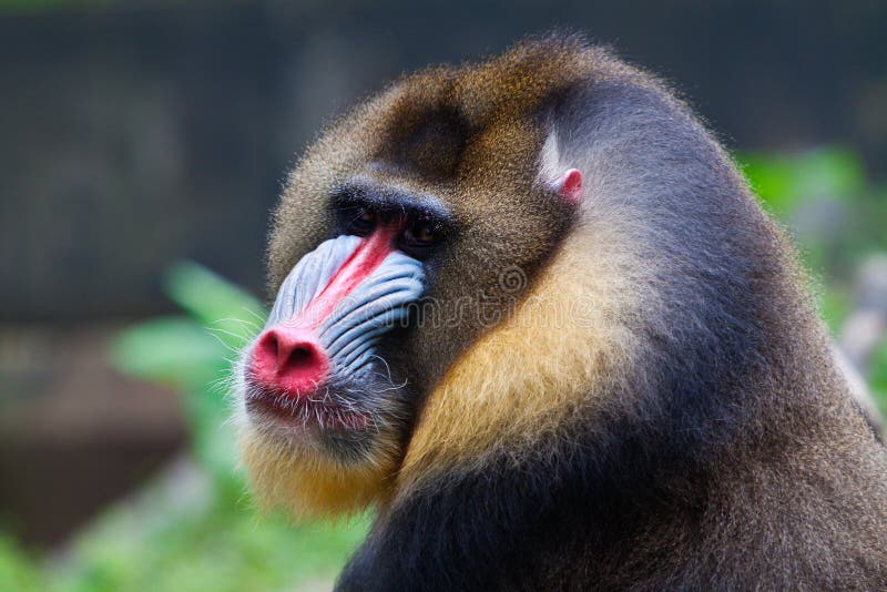 Screaming Mandrill stock photo. Image of danger, upset - 17037022