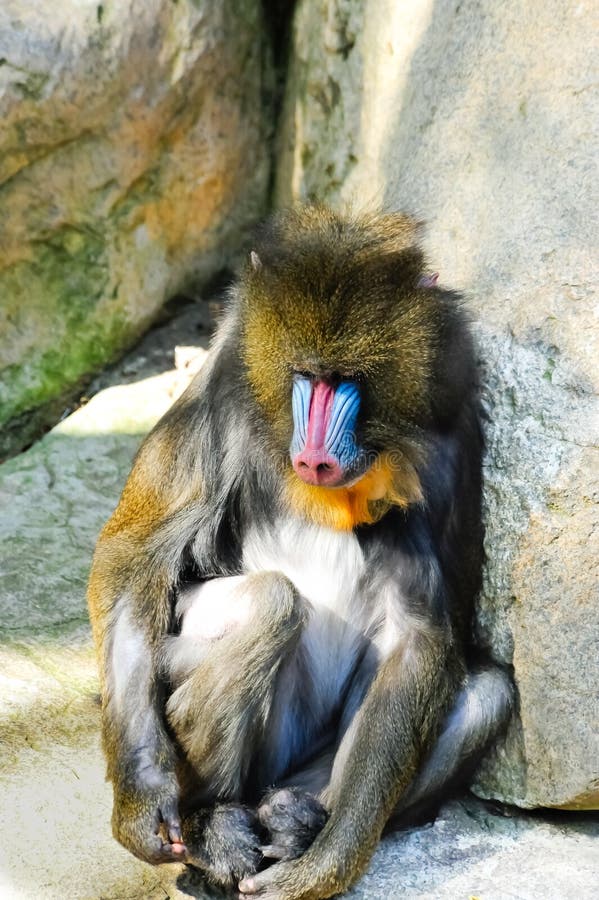 Mandrill stock image. Image of endangered, wildlife, wild - 16032355