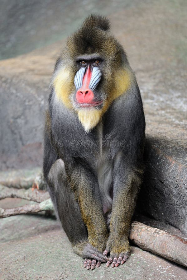 2,595 Mandrill Stock Photos - Free & Royalty-Free Stock Photos from ...