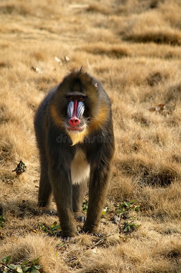 Mandrill-2 stock image. Image of mandrill, male, animal - 3727615