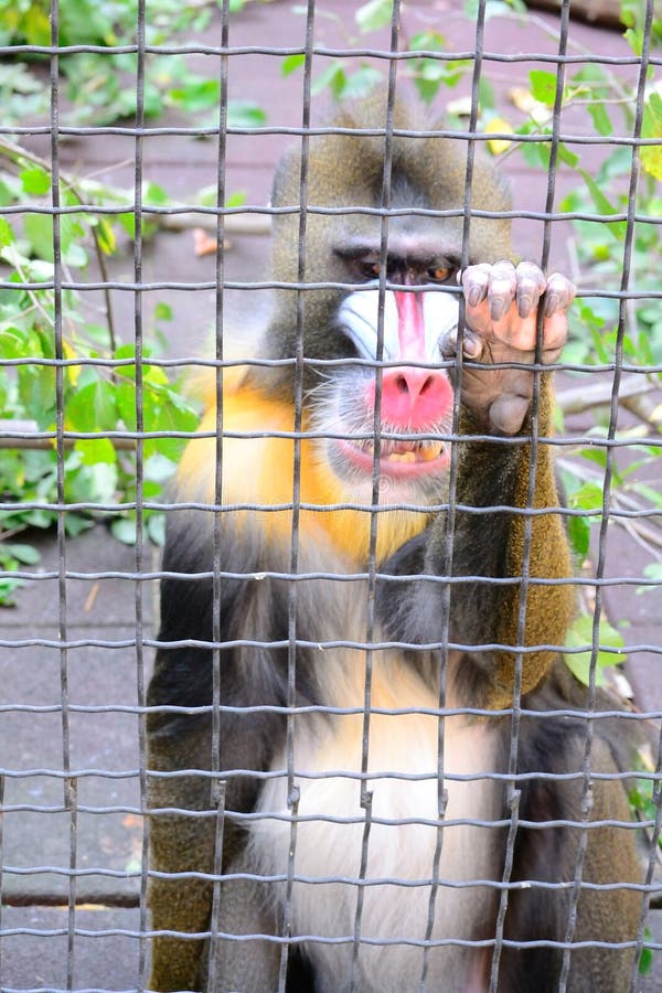 Mandrill stock image. Image of monkey, food, jungle, head - 50422015