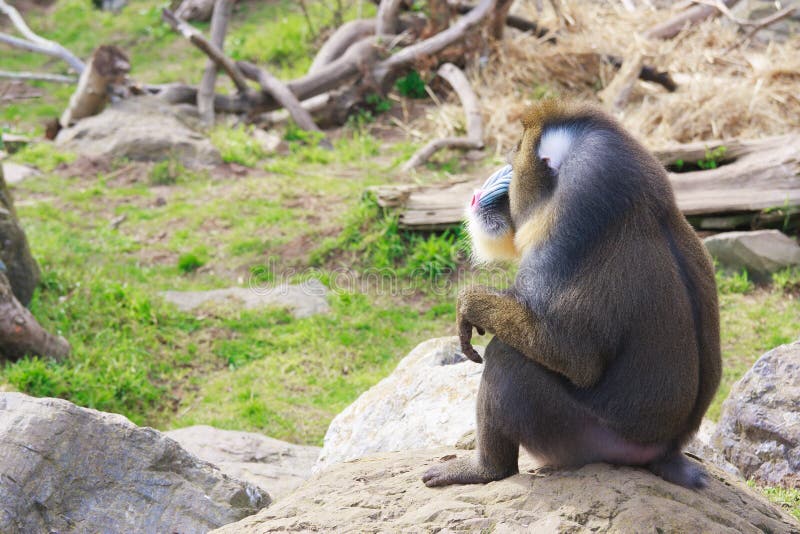 Mandrill stock photo. Image of wildlife, interesting - 23545532