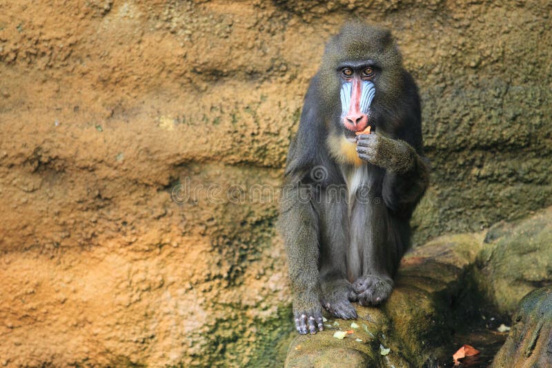 Angry Mandrill (Mandrillus Sphinx) Stock Photo - Image of canines ...