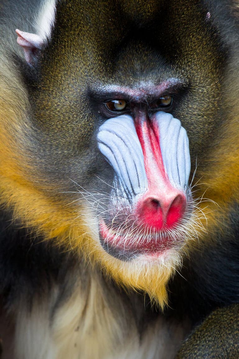 131 Angry Mandrill Stock Photos - Free & Royalty-Free Stock Photos from ...
