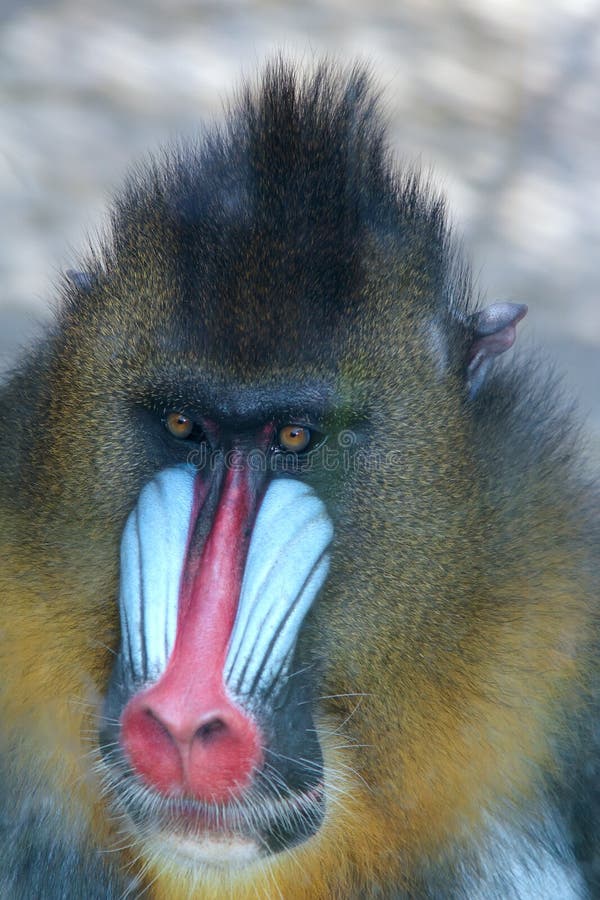 Mandrill stock image. Image of animal, life, mandrillus - 26986217