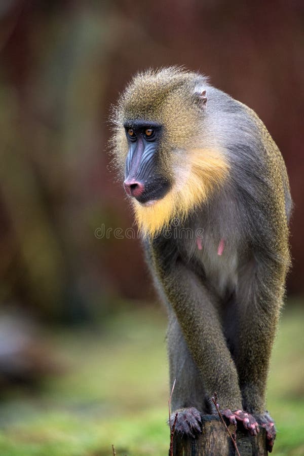 Mandrill stock image. Image of nature, tropical, mammal - 28336195