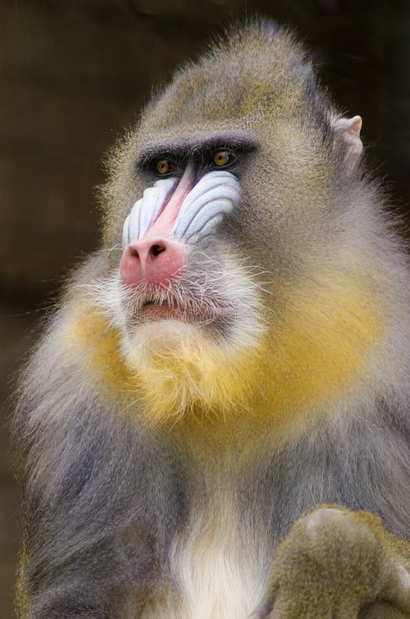 4+ Profile mandrill Free Stock Photos - StockFreeImages