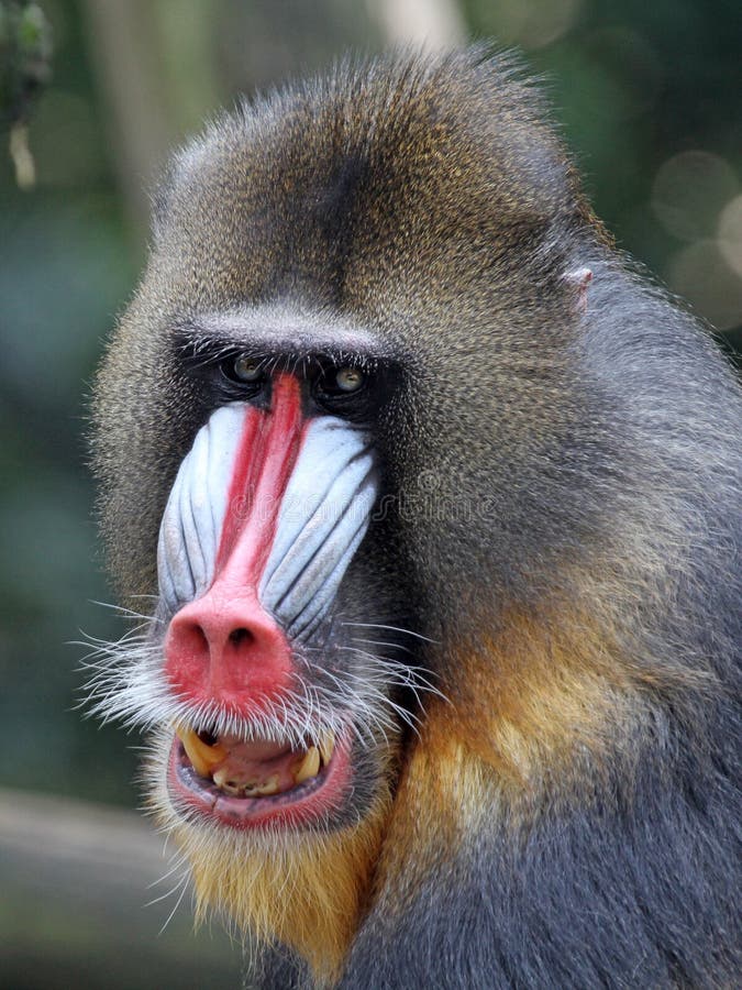 Mandrill stock foto. Image of afrika, kleurrijk, mandrillen - 49100354