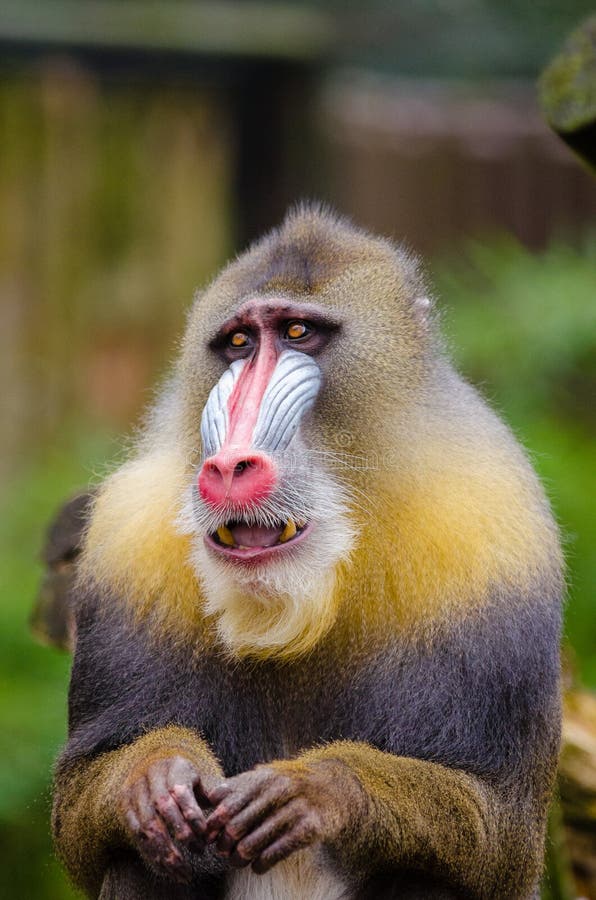 Mandrill Picture. Image: 83017194