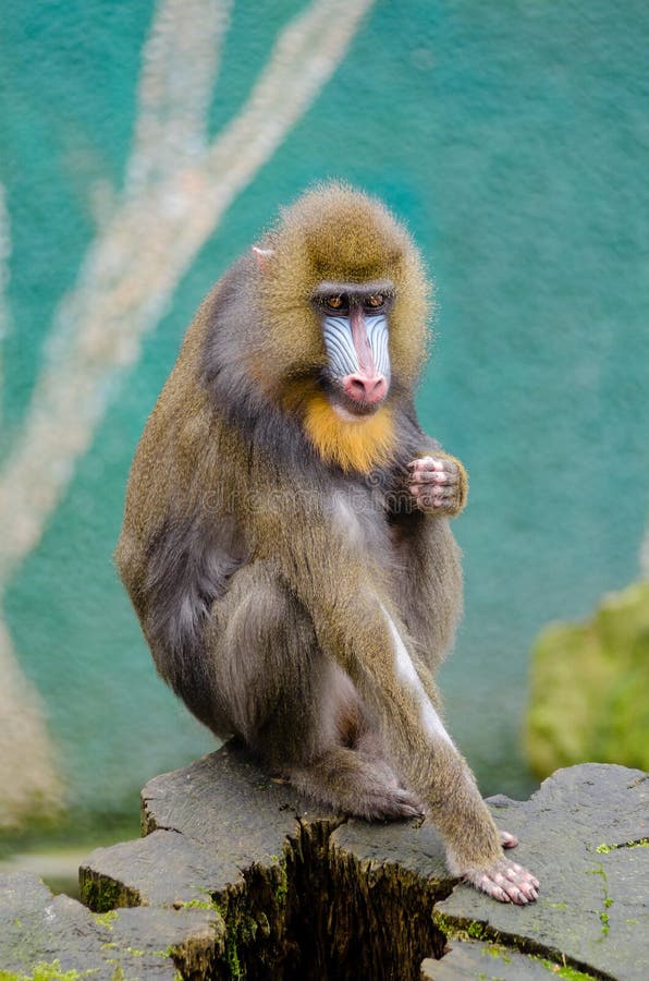 Mandrill fotografering för bildbyråer. Bild av päls, sphinx - 84982331