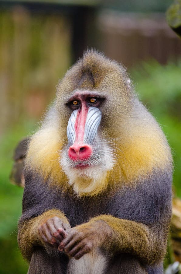 Mandrill Picture. Image: 83017194