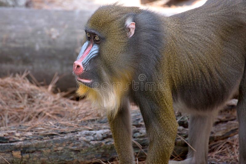 Mandrill auf dem Gebiet stockbild. Bild von sphinx, sitzung - 187749733
