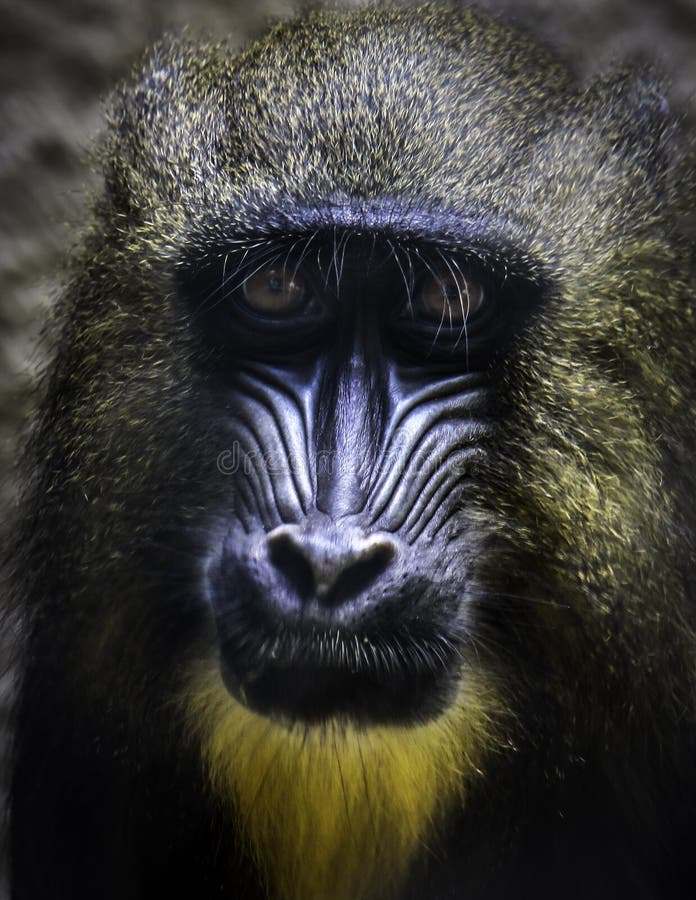 Mandrill stock photo. Image of guinea, cameroon, congo - 112229606