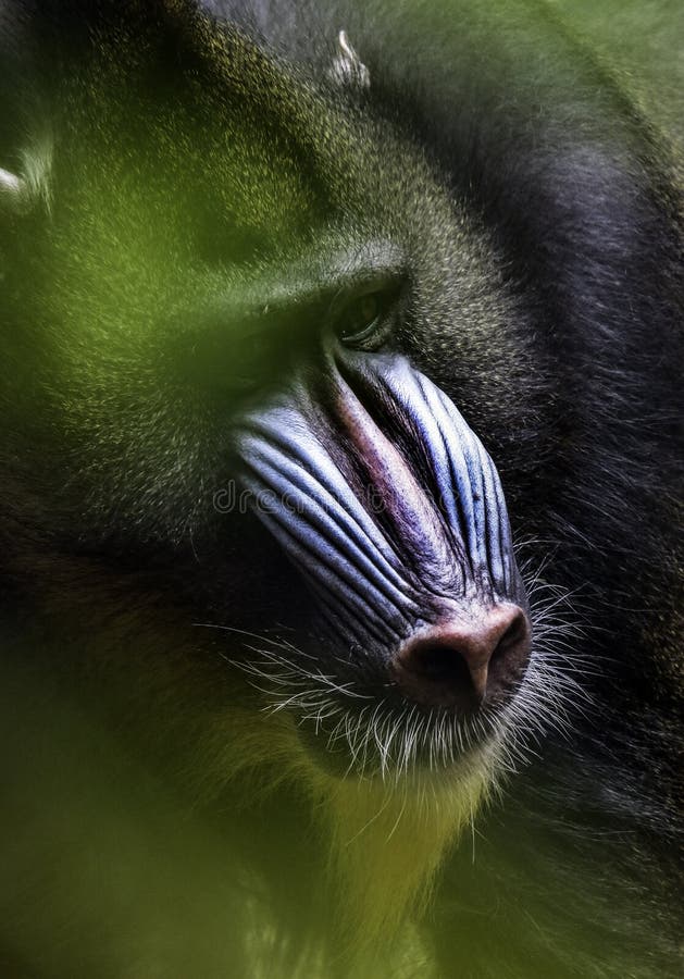 Mandrill stock photo. Image of groups, colorful, large - 112229764