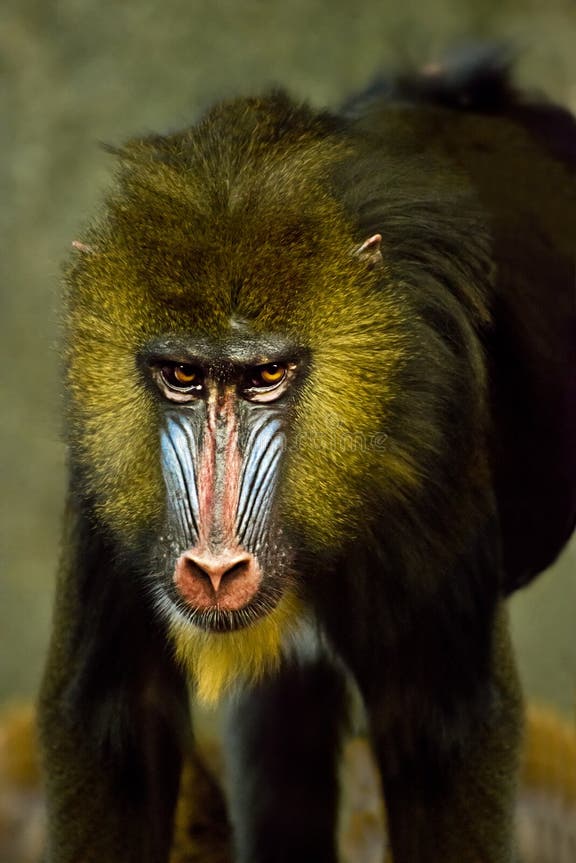 Mandrill Ape Monkey, Primate Baboon Animal Stock Photo - Image of ...