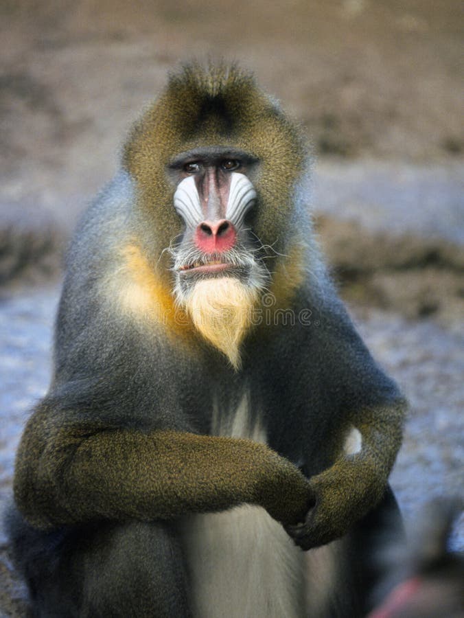 Mandrill Baboon Adult Male Head Stock Image - Image of bushmeat, adult ...