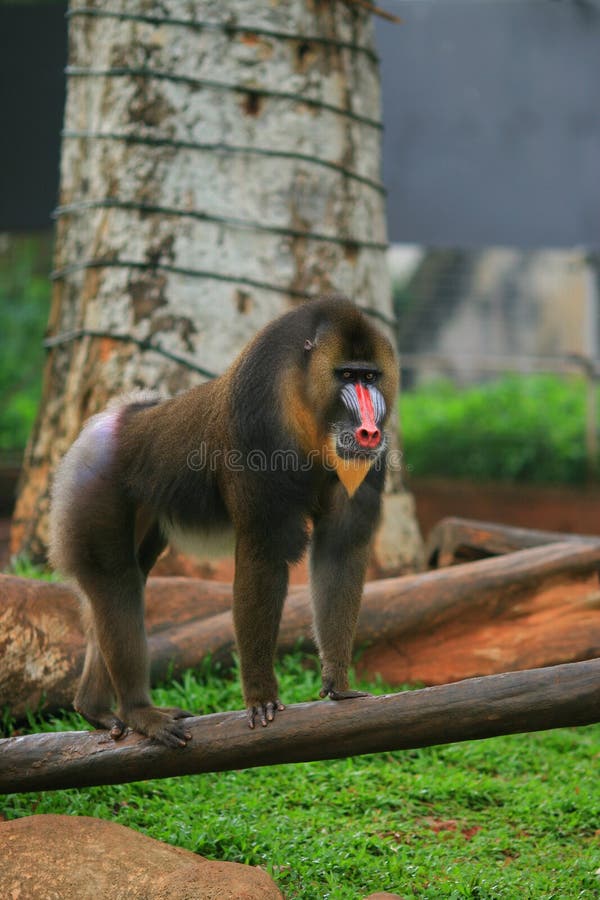 Mandrill baboon stock photo. Image of baboon, trees, mandrillus - 2034976