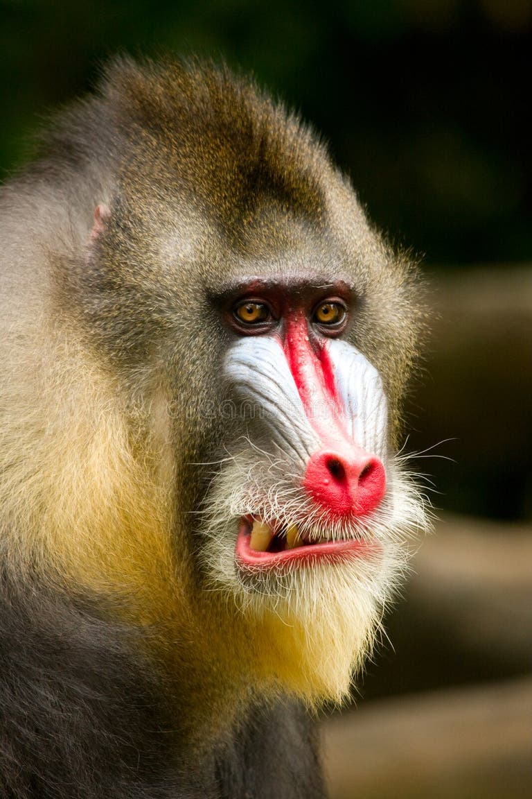 132 Angry Mandrill Stock Photos - Free & Royalty-Free Stock Photos from ...
