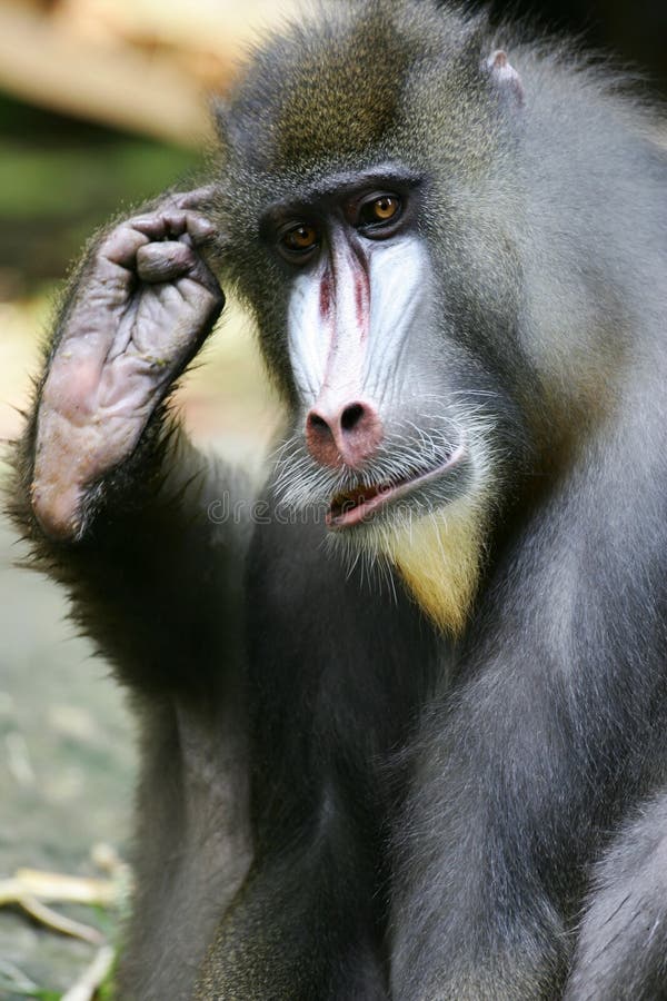 Mandrill Baboon Adult Male Head Stock Image - Image of bushmeat, adult ...