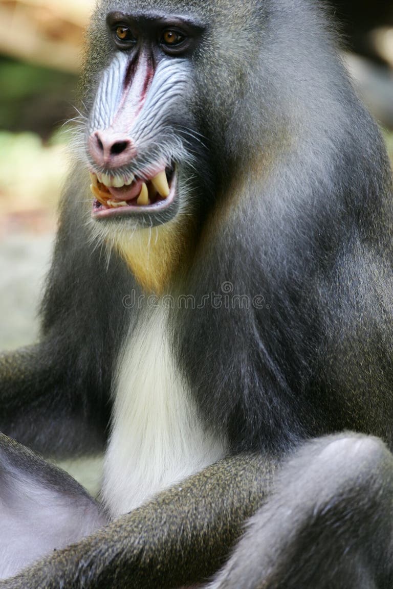1,294 Mandrill Baboon Stock Photos - Free & Royalty-Free Stock Photos ...