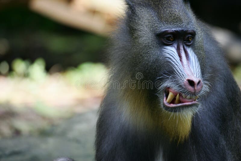 Mandrill Baboon Picture. Image: 4376884