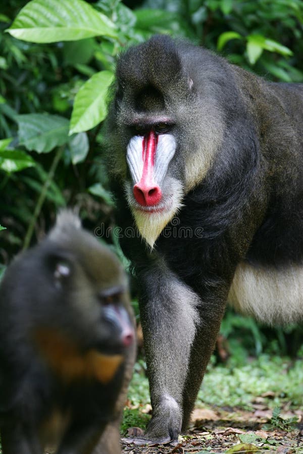 Mandrill Baboon stock image. Image of mandrill, primate - 4376927