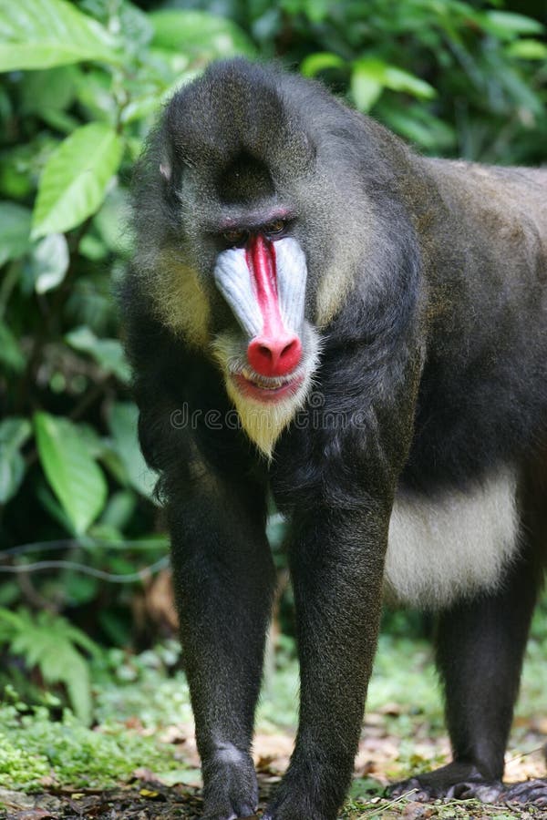 Screaming Mandrill stock photo. Image of danger, upset - 17037022