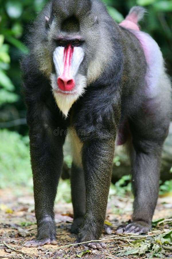 Mandrill Baboon stock image. Image of baboons, apes, nature - 4376947