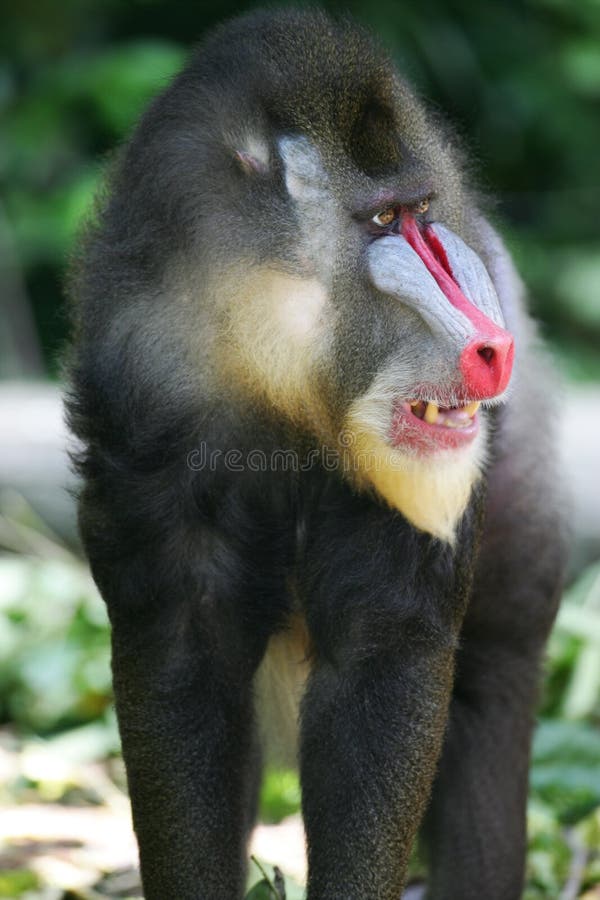 Mandrill Baboon Adult Male Head Stock Image - Image of bushmeat, adult ...