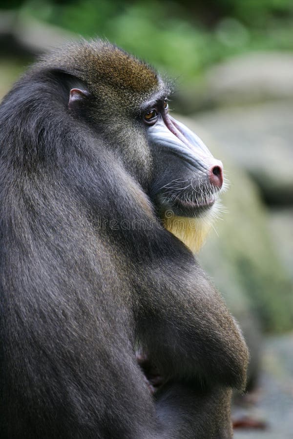 Mandrill Baboon stock photo. Image of wildlife, primates - 4376976