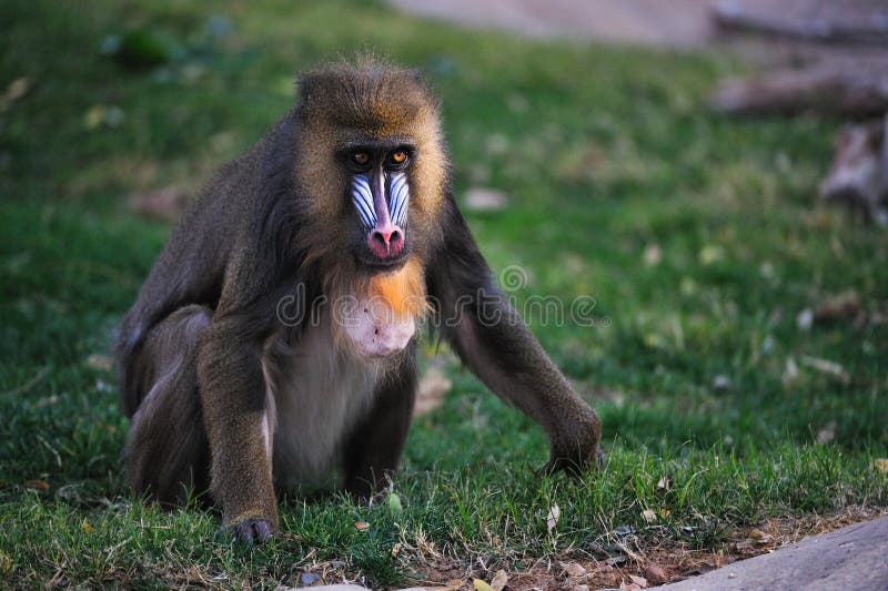 Screaming Mandrill stock photo. Image of danger, upset - 17037022