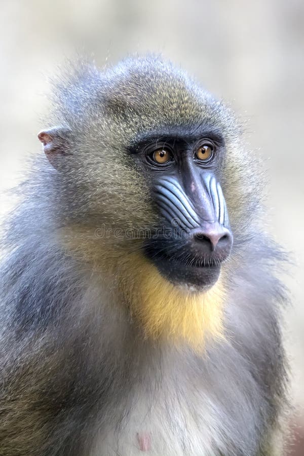 Mandrill baboon monkey stock image. Image of mammal - 241068391