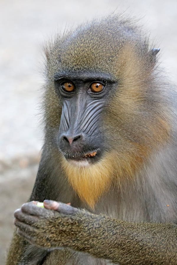 Mandrill baboon monkey stock photo. Image of mandrillus - 241068378
