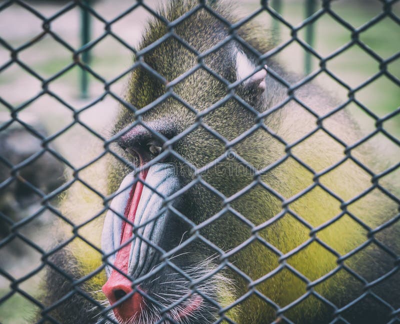 Mandrill Baboon Monkey Sad Behind a Cage Stock Image - Image of captive ...