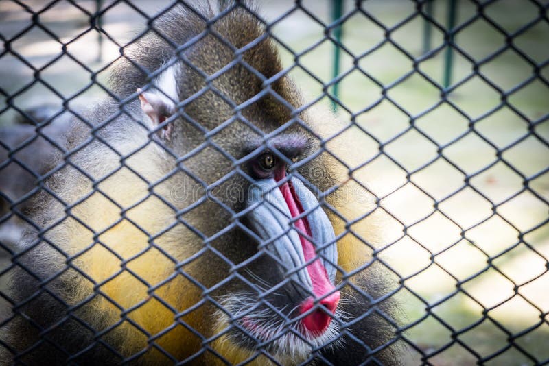 Mandrill Baboon Monkey Sad Face Stock Image - Image of mammal, colorful ...