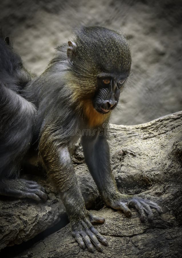 Mandrill Baby with Its Parent Stock Image - Image of mandrillus, nature ...