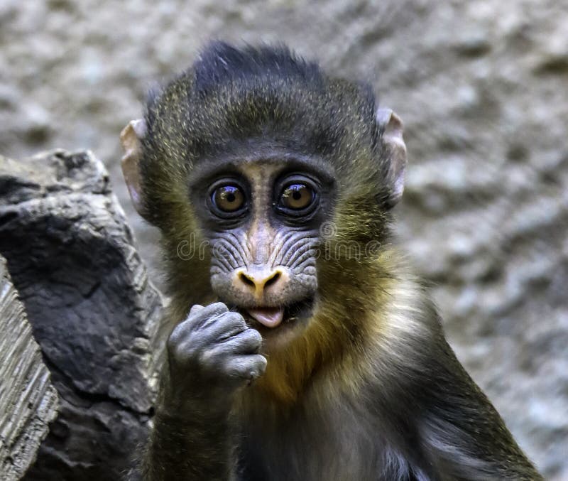 Mandrill Baby with Its Parent Stock Image - Image of mandrillus, nature ...
