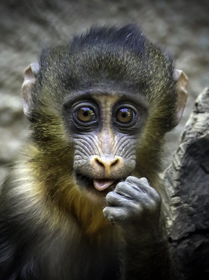 Mandrill Baby with Its Parent Stock Image - Image of mandrillus, nature ...