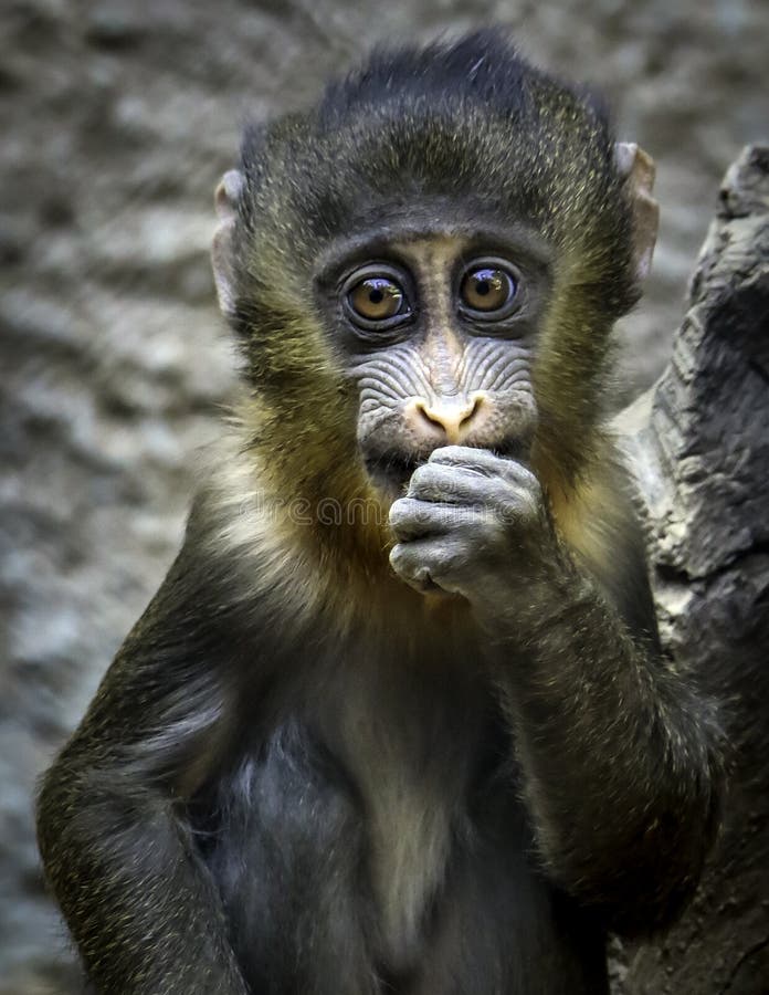 Mandrill Baby with Its Parent Stock Image - Image of mandrillus, nature ...