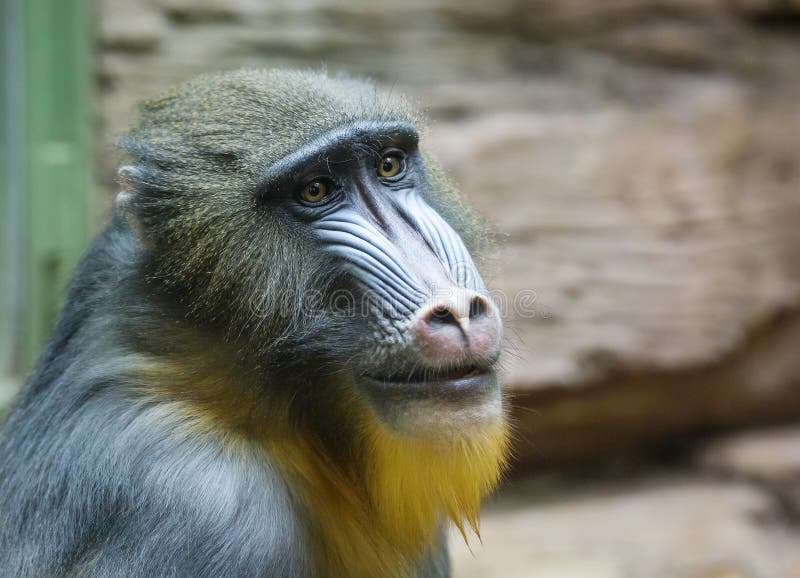 Mandrill stock afbeelding. Image of mandrillen, baviaan - 50815977