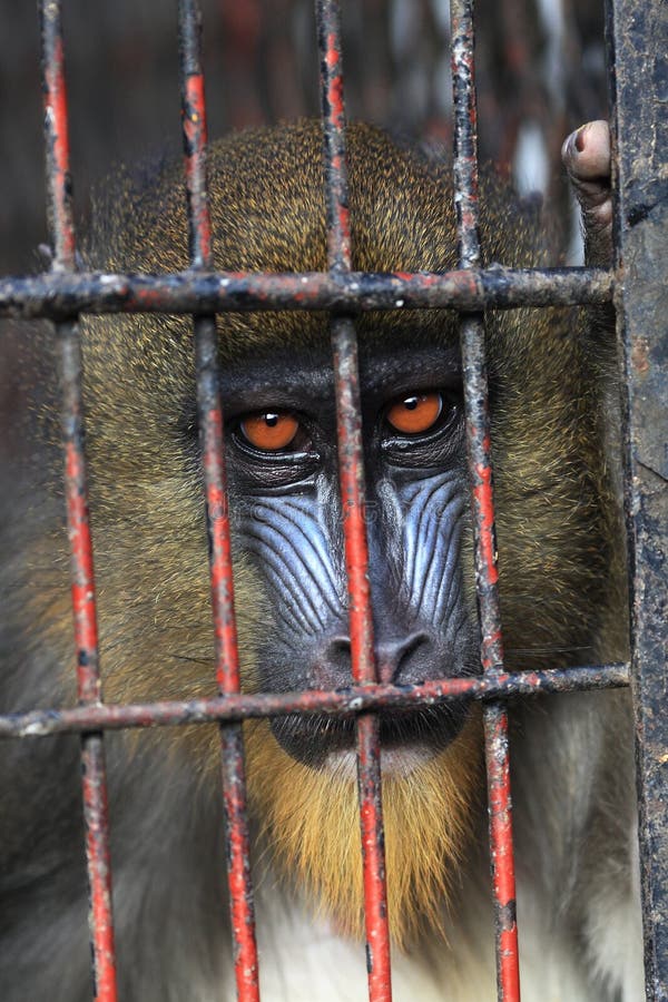 Mandrill in cage stock photo. Image of mandrill, homeless - 12103322