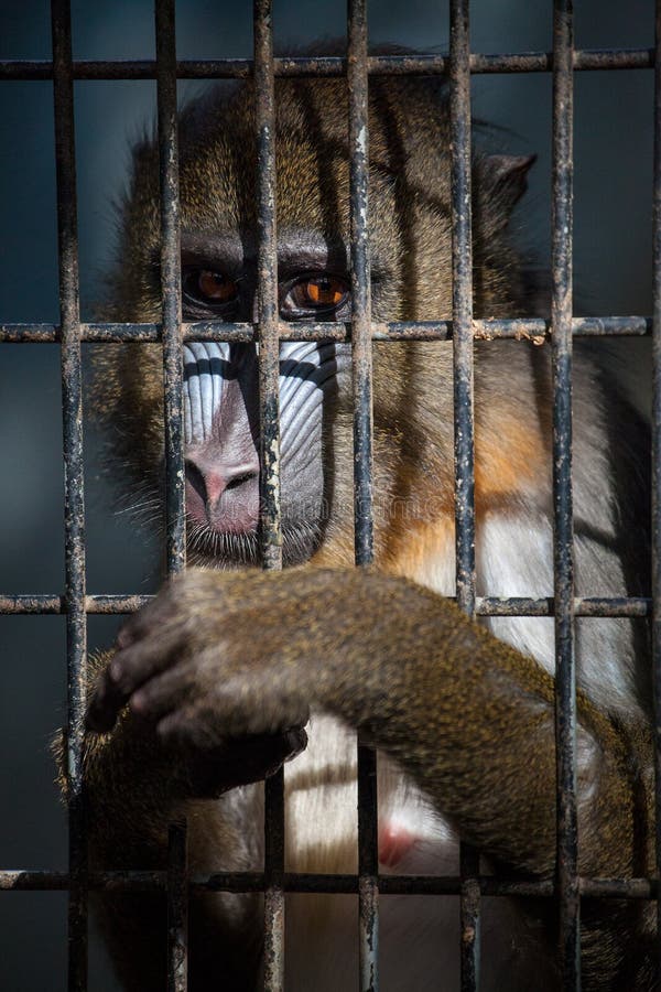Mandrill in cage stock photo. Image of cage, zoological - 27569954